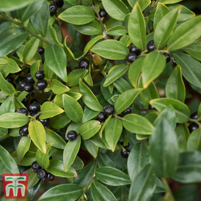 Sarcococca Humilis - Winter Box 9cm Potted Plan x 2 | DIY at B&Q