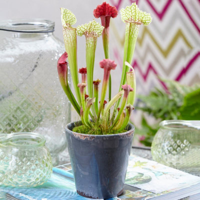 Sarracenia Smoorii - Evergreen Indoor Home Office Carnivorous Pitcher ...