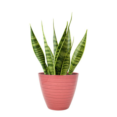 Savannah Pot Planter Round Plastic Pink Gloss Flower Plant Garden Patio ...