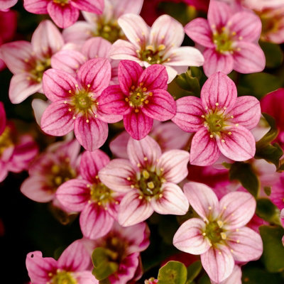 Saxifraga Alpino Early Carnival - 1 x Jumbo 6 Pack Bedding Plants ...