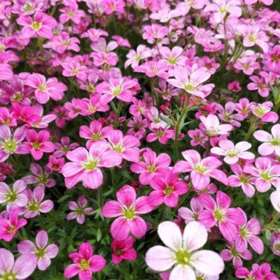 Saxifraga Alpino Early Carnival - 1 x Jumbo 6 Pack Bedding Plants ...