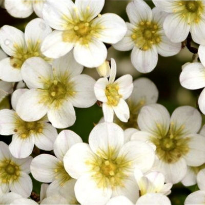 Saxifraga Alpino Early White - 1 x Jumbo 6 Pack Bedding Plants - Garden ...