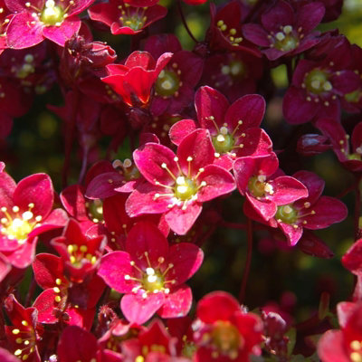 Saxifraga Touran Deep Red - 1 x Jumbo 6 Pack Bedding Plants - Garden Ready