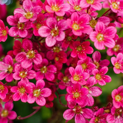 Saxifraga Touran Deep Red - 2 x Jumbo 6 Pack Bedding Plants - Garden Ready
