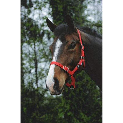 Saxon Economy Headcollar Red (Cob) | DIY at B&Q