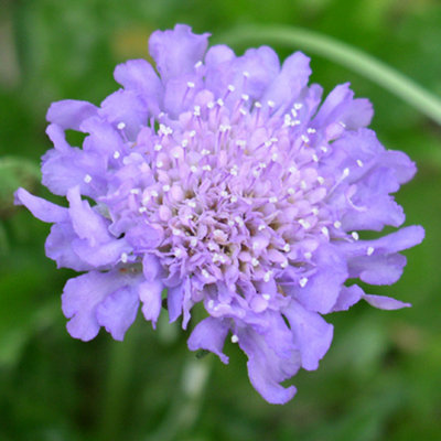 Scabiosa 'Butterfly Blue' - Perennial Attractor for Butterflies (3L, 30 ...