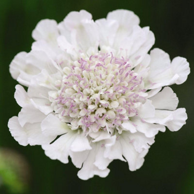scabiosa-incisa-kudo-white-1-litre-potted-plant-x-1
