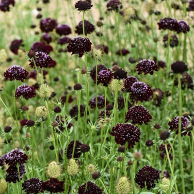 Scabious Ace Of Spades 1 Seed Packet (25 Seeds)