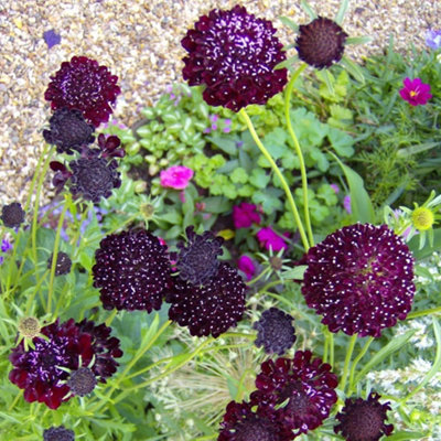 Scabious Ace Of Spades 1 Seed Packet (25 Seeds)
