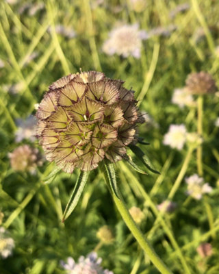 Scabious Drumstick Seeds - Hardy Perennial Pollinator-Friendly Long ...