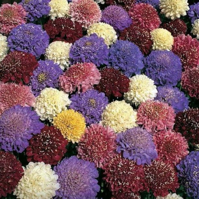 Buy Scabious Dwarf Double Mixed 1 Packet (70 Seeds) at B&Q