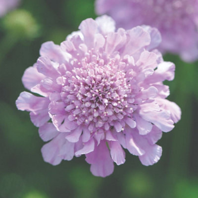 Scabious Kudos Pink 9cm Potted Plant x 3