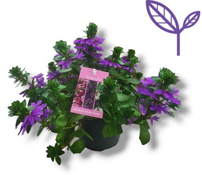 Scaevola Aemula Other, 12cm Pot Size, 20cm Tall, Aemula Other Scaevola ...