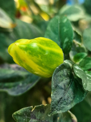SCARLETT VARIEGATED X PURPLE FLASH CHILLI SEEDS - 10 FRESH SEEDS