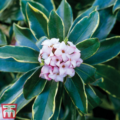 Scented Daphne Odora Aureomarginata 13cm Potted Plant x 1 - Compact ...