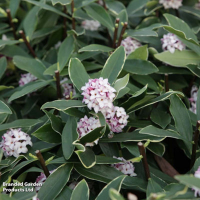 Scented Daphne Odora Aureomarginata 13cm Potted Plant x 1 - Compact ...