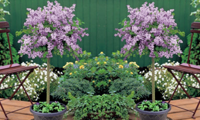 Scented Dwarf Lilac Standard Tree - 2 Litre Potted Plant x 1 | DIY at B&Q