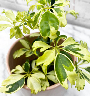 Schefflera arboricola Janine - Dwarf Umbrella Indoor Plant - 20-25cm inc Pot