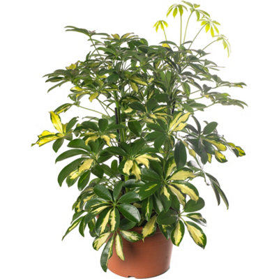 Schefflera Gold Capella - Indoor House Plant for Home Office, Kitchen ...