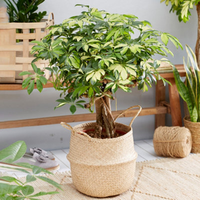 Schefflera Gold Capella - Indoor House Plant for Home Office, Kitchen ...