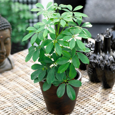 Schefflera Nora - Dwarf Umbrella Tree Indoor Plant, Evergreen Home ...