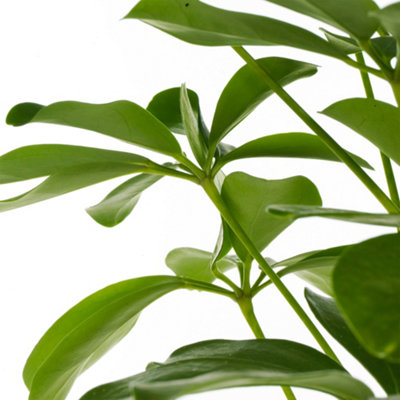 Schefflera Nora - Dwarf Umbrella Tree Indoor Plant, Evergreen Home ...