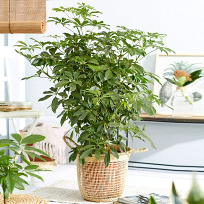 Schefflera Nora - Indoor House Plant for Home Office, Kitchen, Living ...