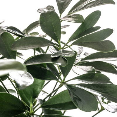 Schefflera Nora - Indoor House Plant for Home Office, Kitchen, Living ...