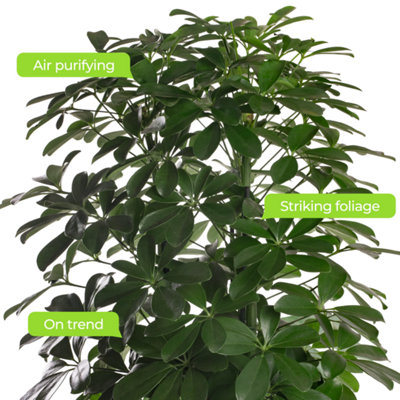 Schefflera Nora - Indoor House Plant for Home Office, Kitchen, Living ...