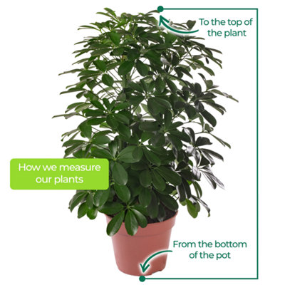 Schefflera Nora - Indoor House Plant for Home Office, Kitchen, Living ...
