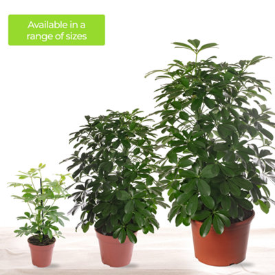 Schefflera Nora - Indoor House Plant for Home Office, Kitchen, Living ...