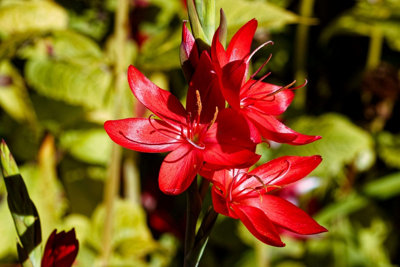 Schizostylis coccinea 'Major' - 1Ltr Bareroot - Marginal Aquatic Pond Plant