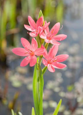 Schizostylis coccinea 'Mrs Hagerty' - 3Ltr Bareroot - Marginal Aquatic ...