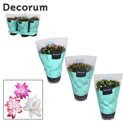 SCHLUMB MIXED 100 KNOP, 17CM POT SIZE, 32CM TALL, KALANCHOE, INDOOR ...