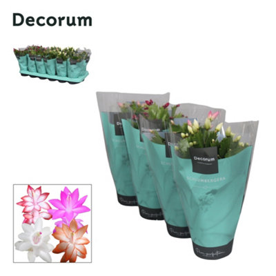 Schlumb Mixed 30 Knop, 9cm Pot Size, 18cm Tall, Schlumbergera, Indoor ...