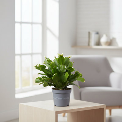 Schlumb Wit 25 Knop Pot size 9 Cm Height 18 Christmas cactus Indoor ...