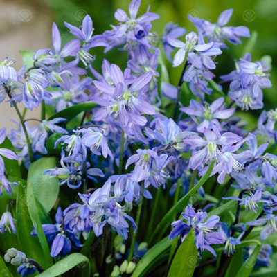 Scilla Siberica Flowering Bulbs - Blue Spring Blooms (250 Pack) | DIY ...