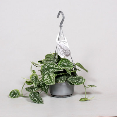 Scindapsus Pictus Argyraeus, 14cm Pot Size, 30cm Tall, Satin Pothos ...