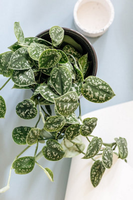 Scindapsus pictus Argyraeus - Satin Pothos Indoor Plant in 12cm Pot