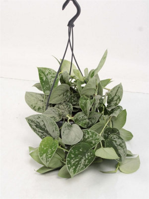 Scindapsus Silvery Ann, 14cm Pot Size, 45cm Tall, Pothos, Indoor Houseplant