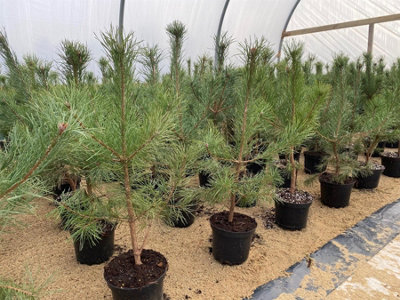Scot's Pine Tree Pinus Sylvestris Plant Large 50-60cm Supplied in a 2 ...