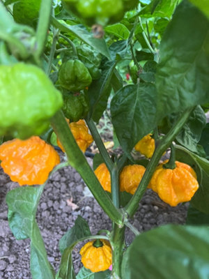 Scotch Brain Yellow Chilli Seeds - 10 Fresh Seeds
