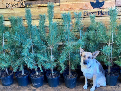 Scots Pine Tree Pinus Sylvestris 3ft Large Tree Supplied in a 7.5 Litre Pot