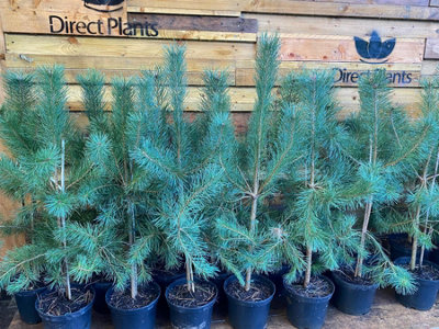 Scots Pine Tree Pinus Sylvestris 3ft Large Tree Supplied in a 7.5 Litre Pot
