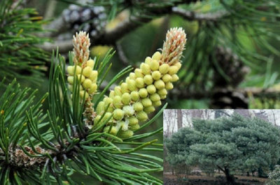 Scots Pine Tree Pinus Sylvestris 3ft Large Tree Supplied in a 7.5 Litre Pot