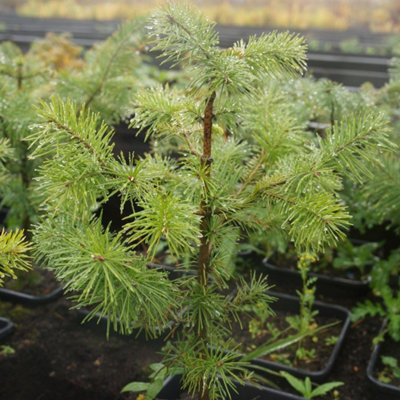 Scots Pine Tree Seeds Packet - Majestic Evergreen for Gardens ...
