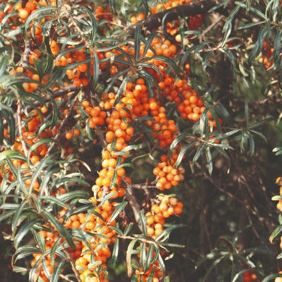 Sea Buckthorn Hedge Hardy Shrub (Hippophae rhamnoides) Vitamin C Rich ...
