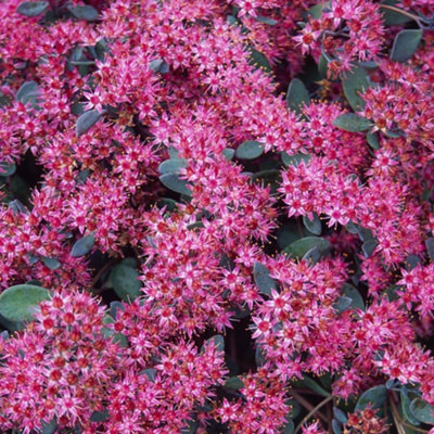 Sedum Rose Carpet 2 Litre Potted Plant x 1