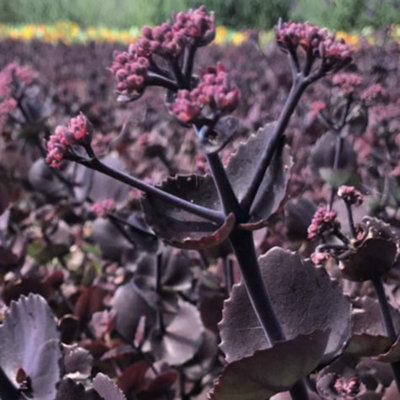 Sedum Ussuriense Turkish Delight 1 Packet (50 Seeds)