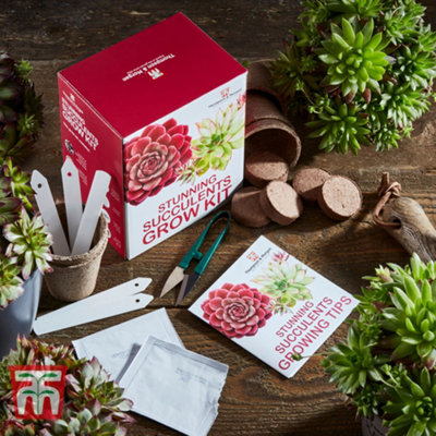 Seed Grow Kit Stunning Succulents 1 Pack Diy At B Q